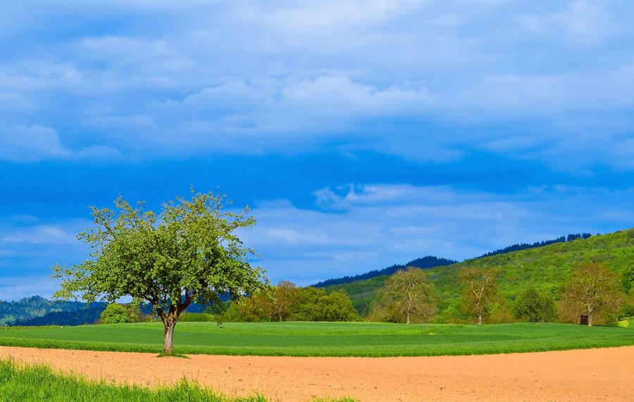 April:... - Bild des Tages