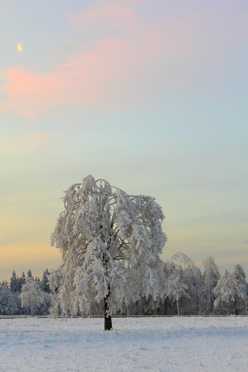 Da glänzt in die schneeige Winternacht... - Bild des Tages