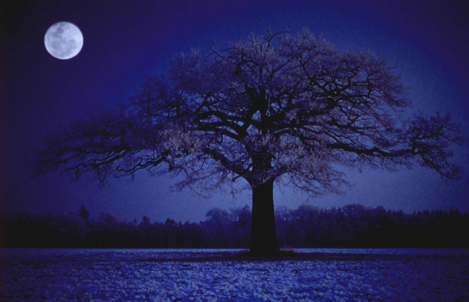 Winternacht - Bild des Tages