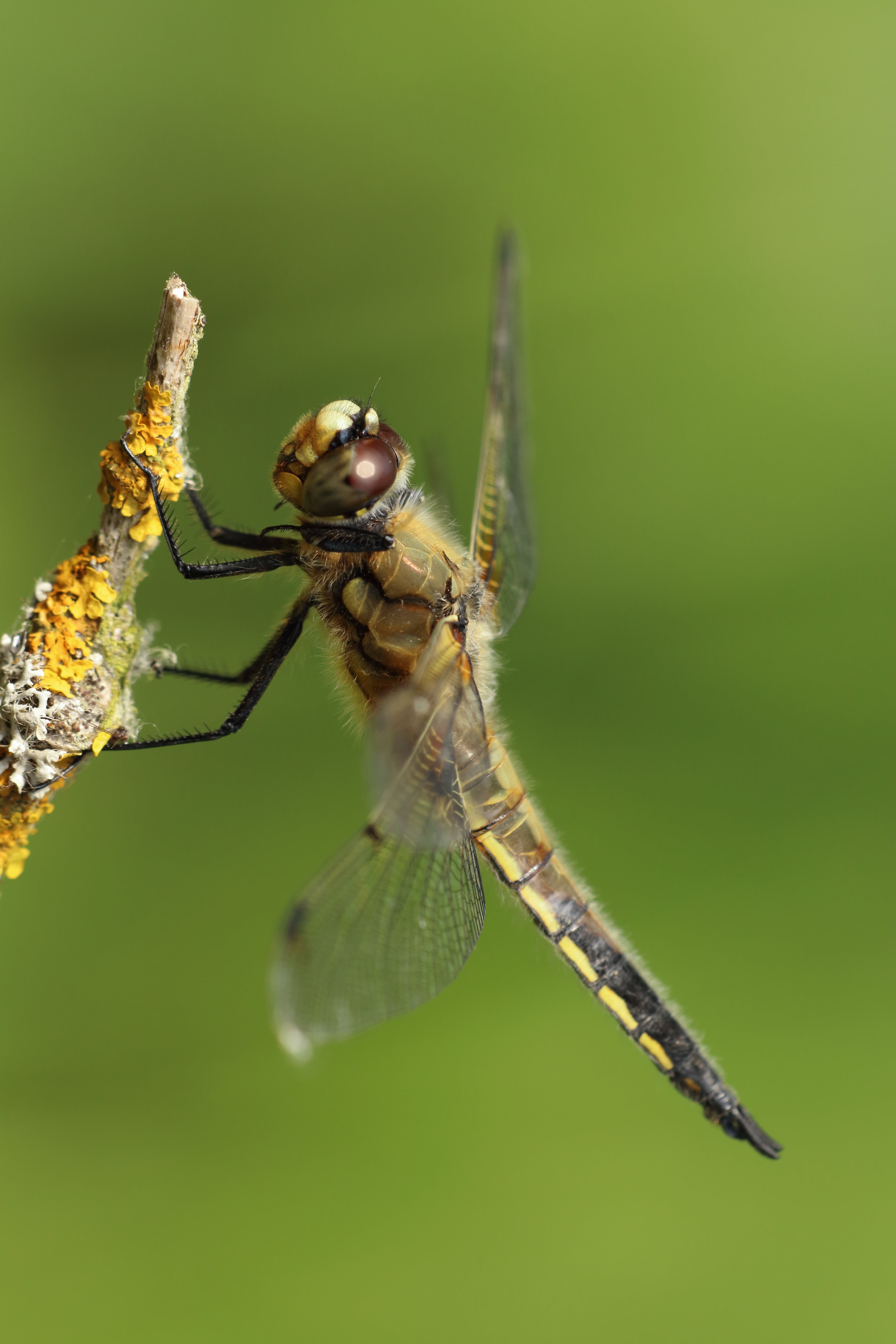 Über Libellen, Wölfe und Co - Vorstellung des neuen JahreBuches ...