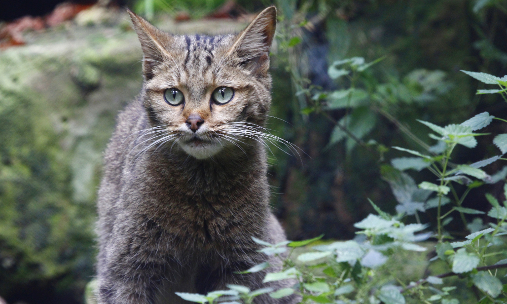 Der Wildkatze auf der Spur - Naturpark Dübener Heide