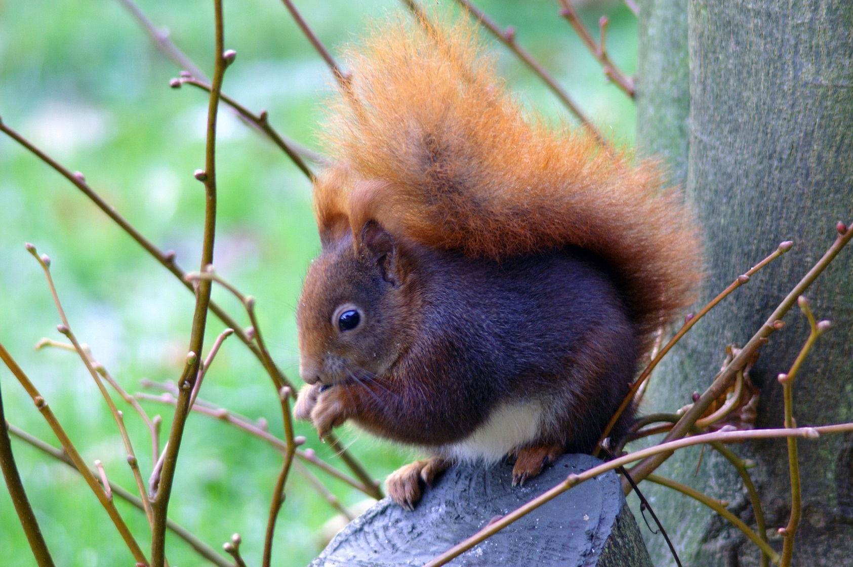 Waldtiere Bilder Heimische Waldbewohner: Tiere Im Wald ...