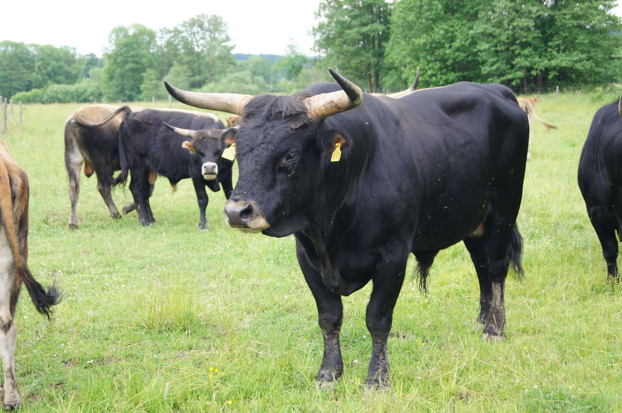 Auerochsen als Landschaftspfleger - Naturpark Oberer Bayerischer Wald