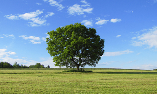 03. Oktober: Die Magie der Bäume | Von Kuchenbäumen und Zaubernüssen ...
