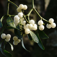 Zauber und Magie der Pflanzen – Die Mistel - Naturpark Sauerland ...