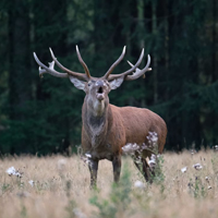 12. September: Der Ruf des Königs des Waldes - Naturpark Sauerland ...