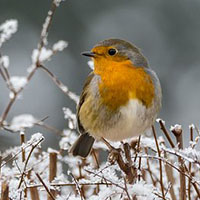 Unsere heimischen Vögel im Winter - Naturpark Sauerland Rothaargebirge