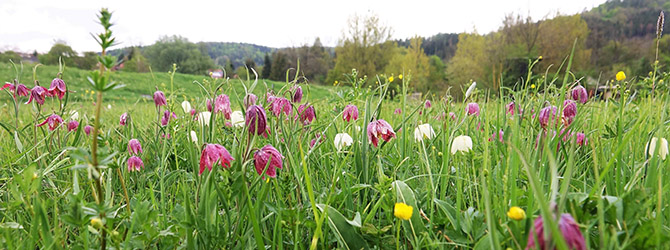 Header Juni - Naturpark Schwäbisch-Fränkischer Wald