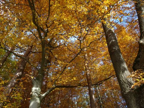 Naturpark aktiv 2022 - Herbstwaldwanderung im südlichen Welzheimer Wald ...