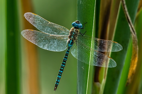 Libellen in Rheinland-Pfalz - Vielfalt und Faszination - Naturpark ...
