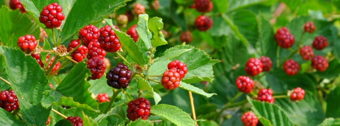 Wilde Brombeeren - Naturpark Soonwald-Nahe