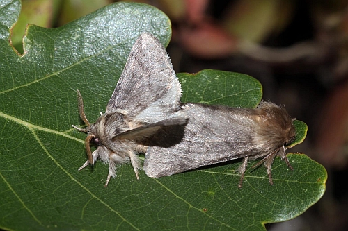 Der Eichenprozessionsspinner - Naturpark Soonwald-Nahe