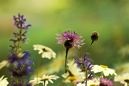 Foto-Tour zu den blühenden heimischen Wildblumen - Naturpark Soonwald-Nahe