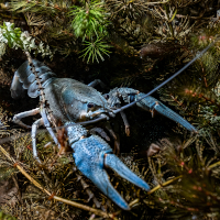 Seenwelten, jetzt in Menz! (2024) - Naturpark Stechlin-Ruppiner Land