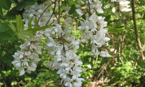Die Robinie – Baum des Jahres 2020 (Robinia pseudoacacia) - Naturpark ...