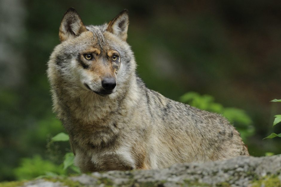 Wolf und Luchs in Deutschland. Hat er in Deutschland eine Chance ...