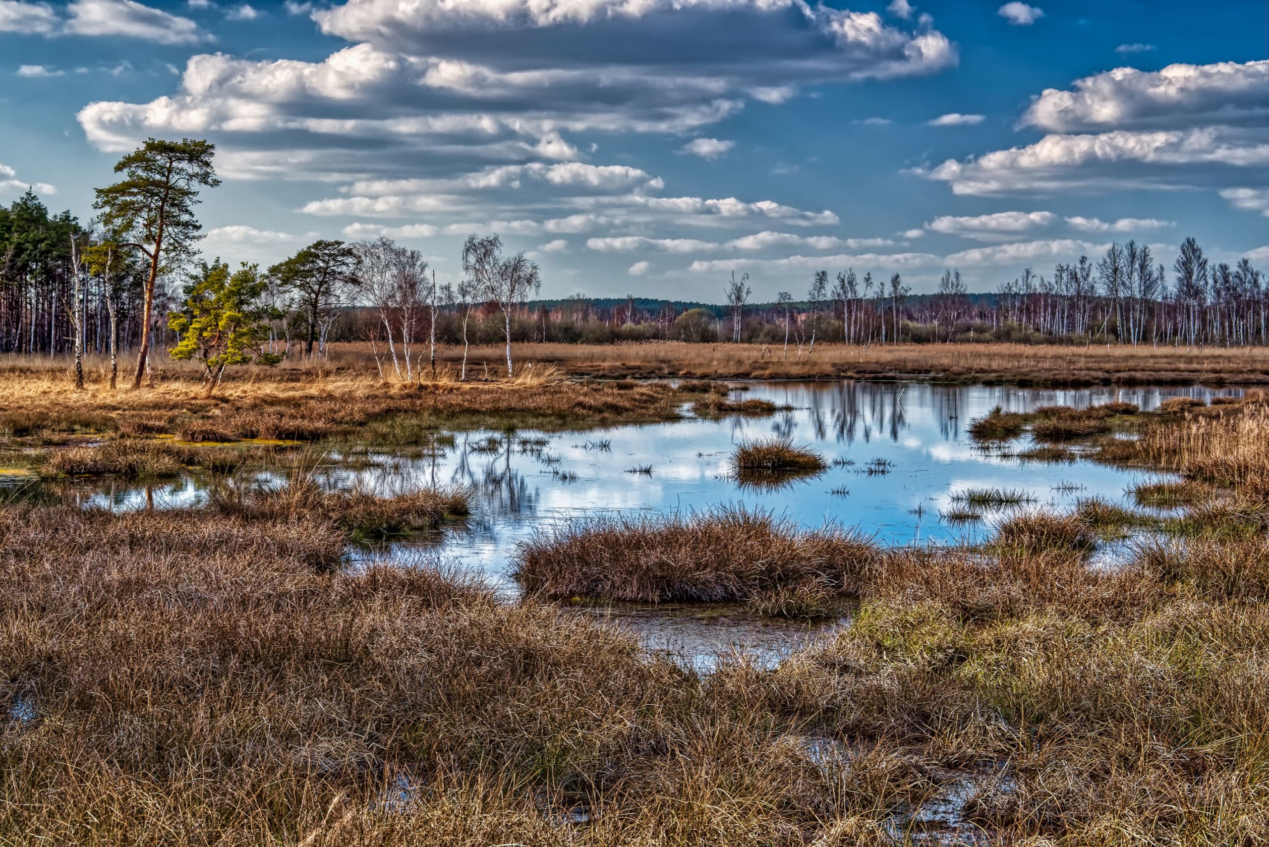 Klimawildnis in Naturparken: Wie unberührte Natur unser Klima schützt