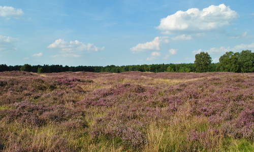 Naturpark Wildeshauser Geest