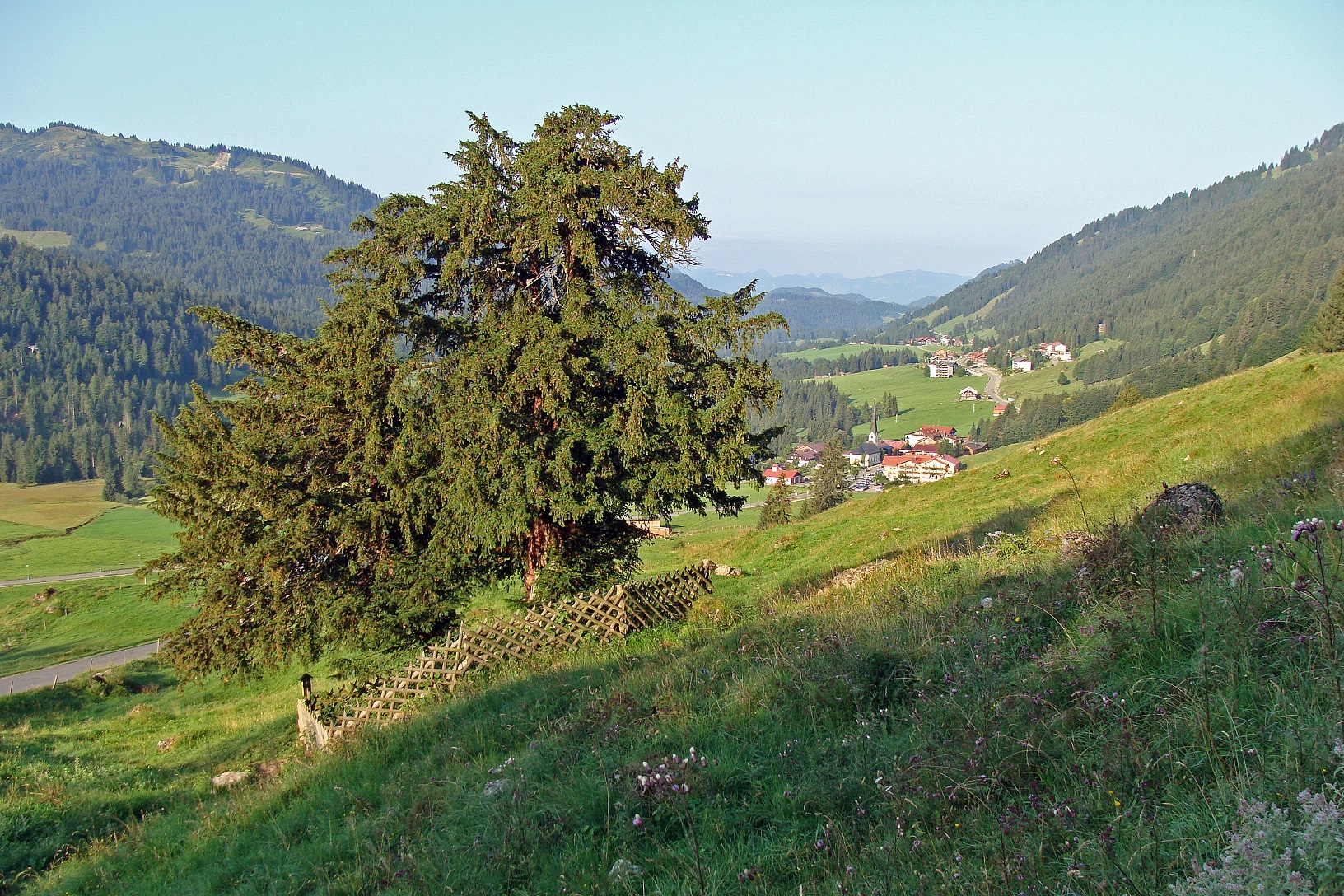 Die geschichtsträchtige Eibe in Balderschwang: Ein Naturdenkmal der ...