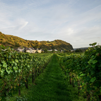 Weingut Scheidgen